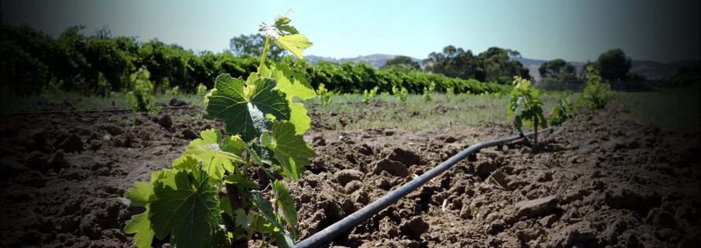 Burge Family Winemakers - Makers of Fine Wines in the Barossa Valley ...