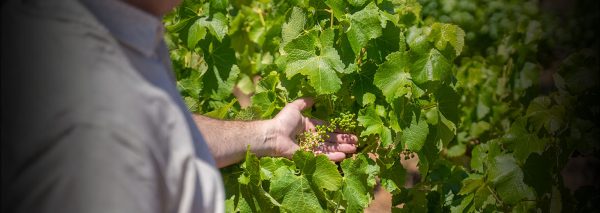 Burge Family Winemakers - Makers of Fine Wines in the Barossa Valley ...